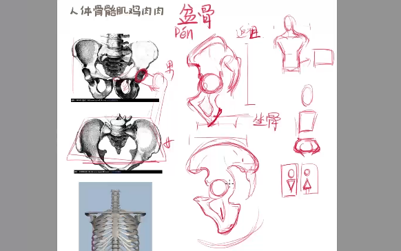 人体盆骨的介绍及画法,这个可以说非常重要了!