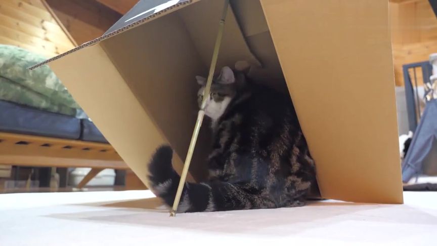 资深铲屎官教你如何一招抓到小猫咪！