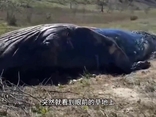男子突然就看到眼前的草地上,居然出现了一条巨型的不明生物