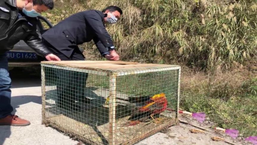 湖南破获非法猎捕野生动物案