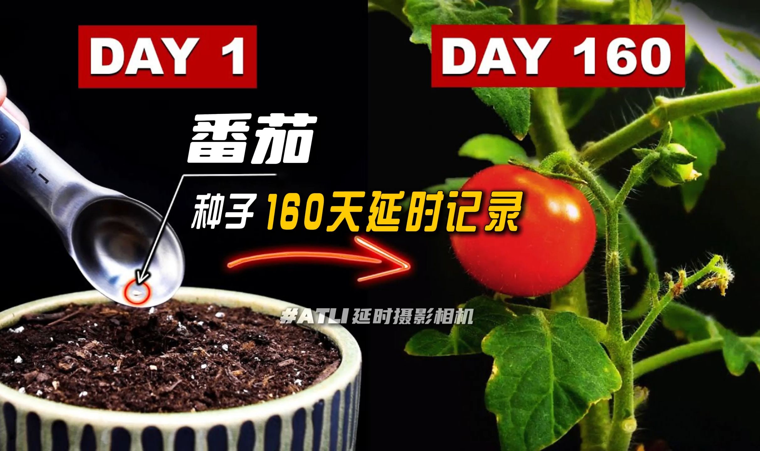 从种子到番茄,160天延时全程记录!