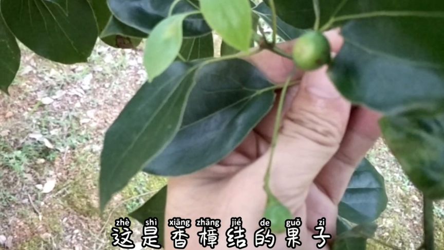 无樟不村,无樟不江西,香樟木是江西最火的根雕摆件木料