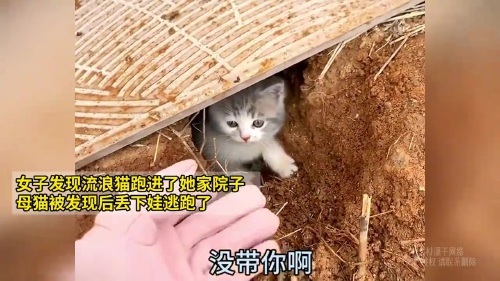 女子发现流浪猫跑进了她家院子母猫被发现后丢下娃逃跑了