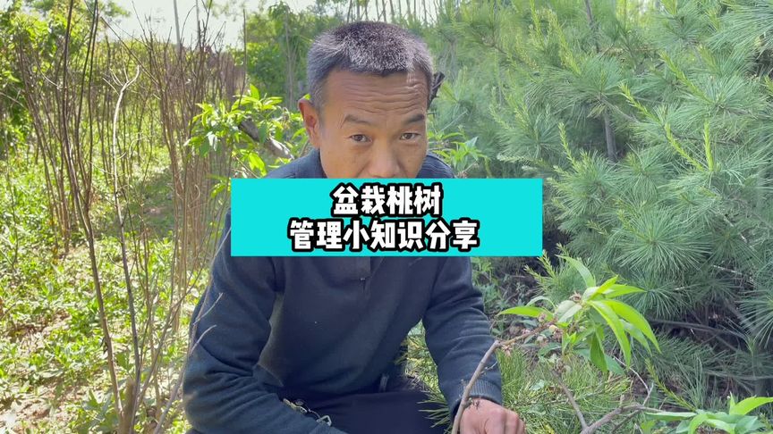 盆栽桃树管理知识#盆栽果树日常管理 #盆栽 #果树 #知识分享