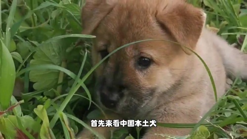 狗子品种名称大全