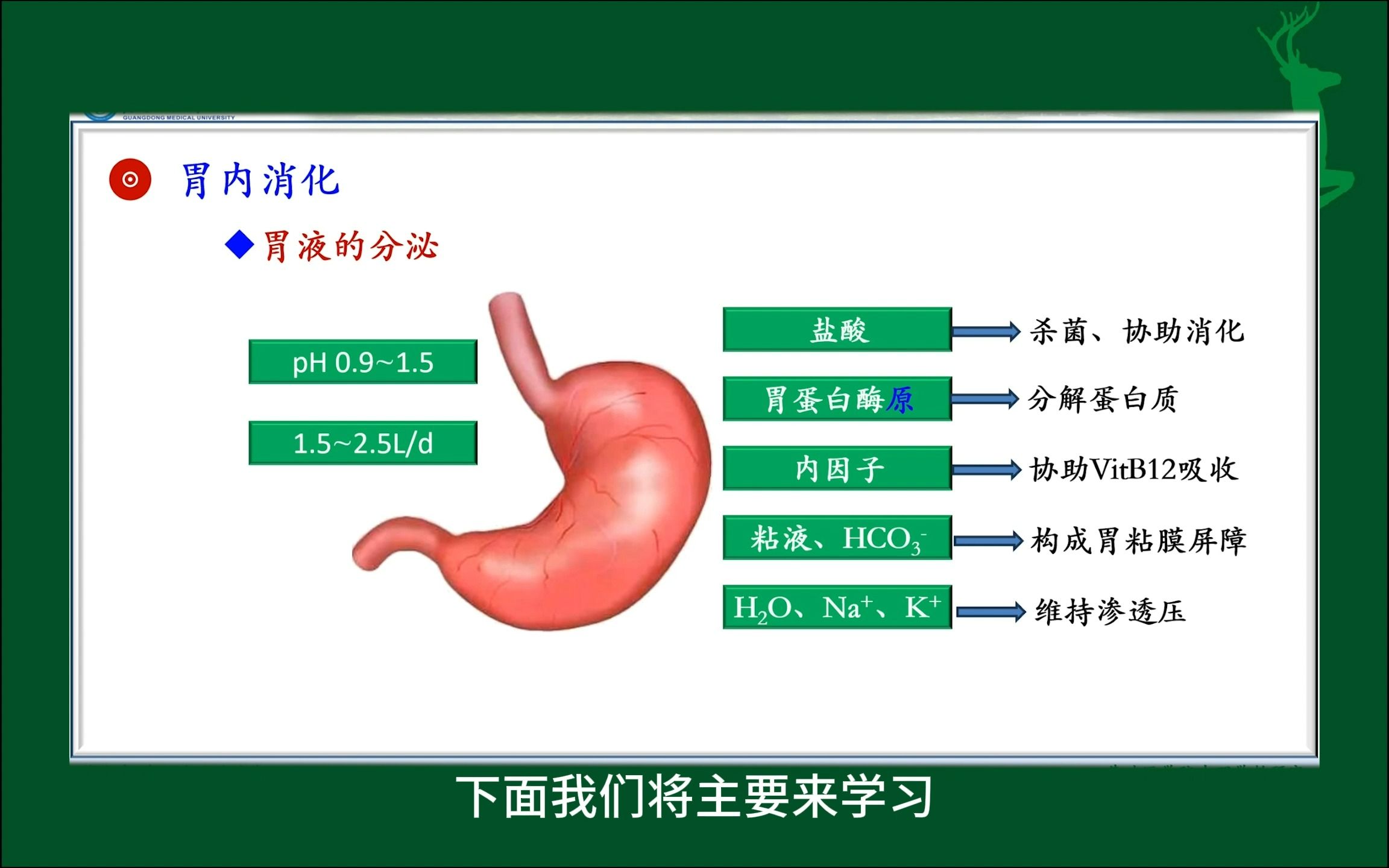 #胃液的分泌概述#消化和吸收#人体生理学#医学知识科普#每天学习一...