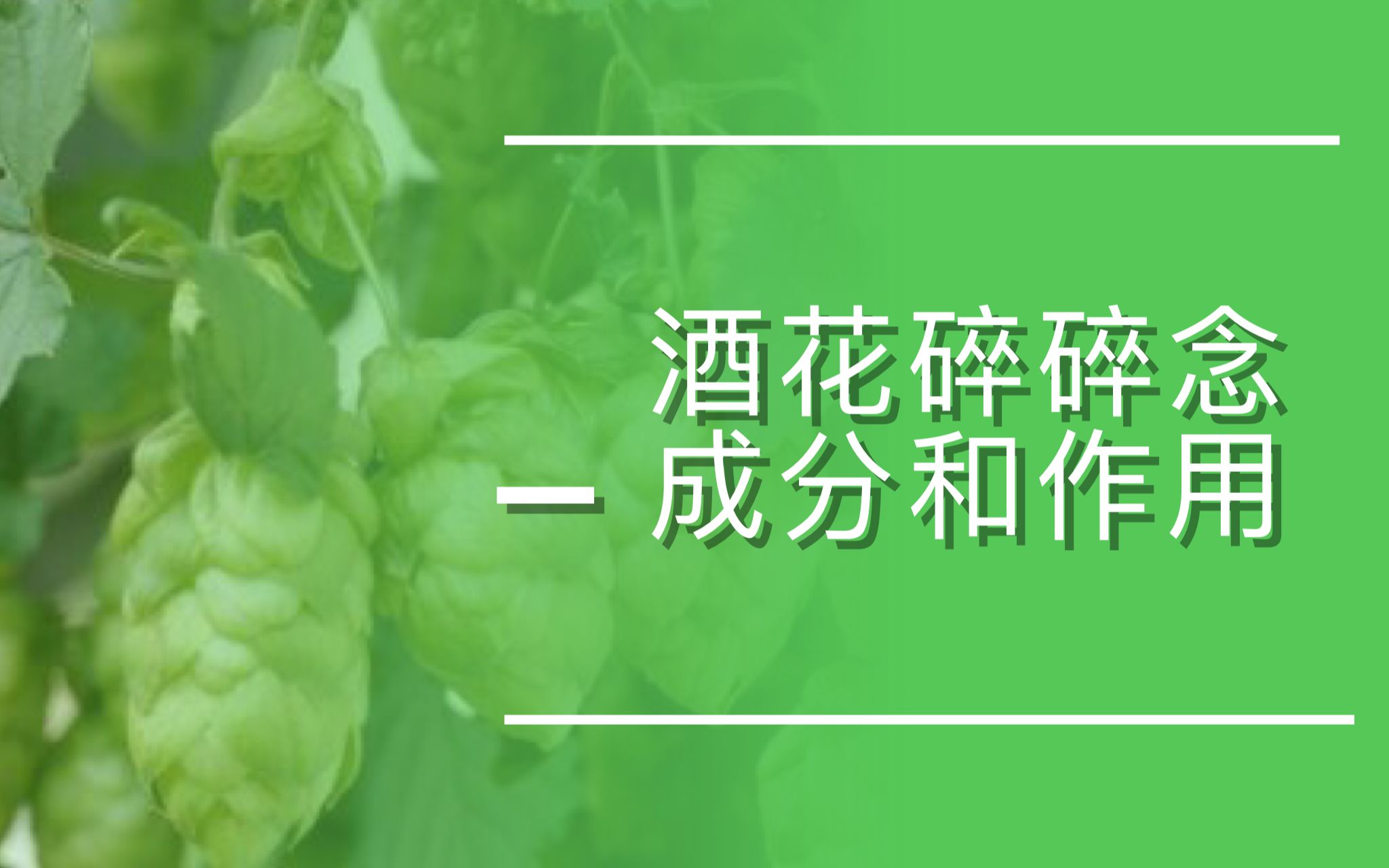 【家酿小课堂第一季】酒花碎碎念--成分和作用