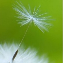 潇洒哥的黑大帅_ 