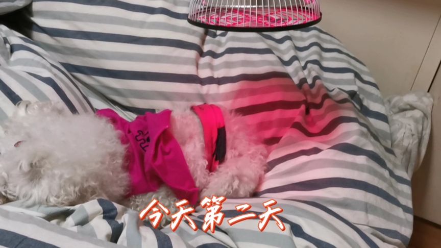 红外线烤灯还是见效的,能站起来一会儿了,谢谢大家关心