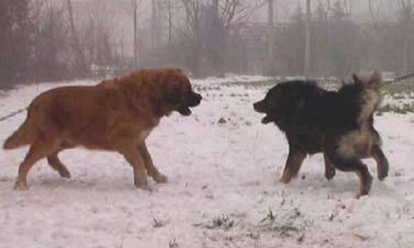 比藏獒更牛的高加索犬 一口咬死藏獒 世界上.