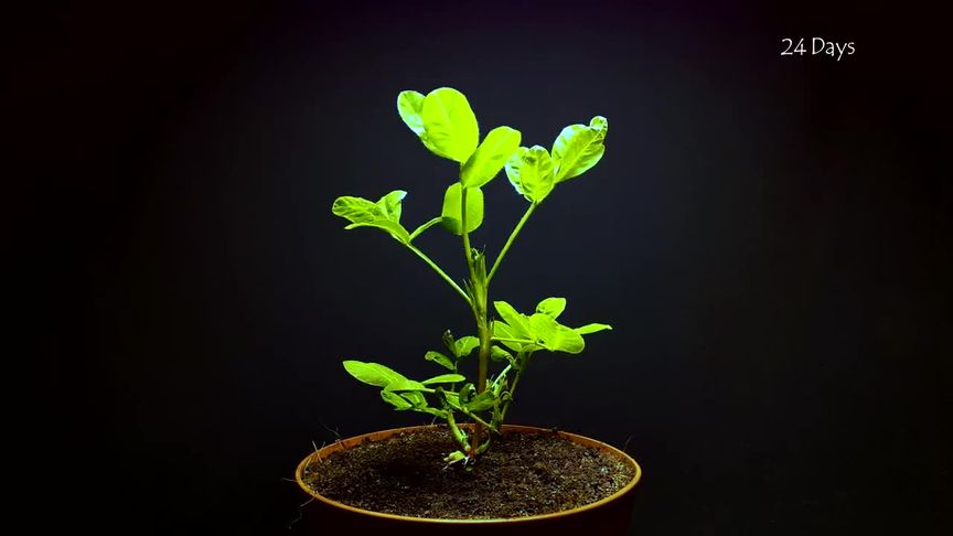 #延时摄影 系列之三:记录花生的成长过程#万物生长 #植物