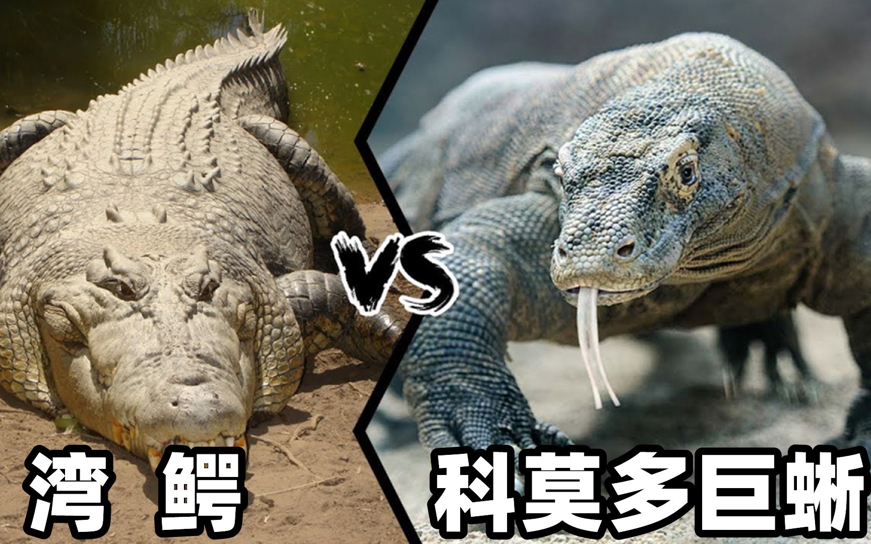 湾鳄vs科莫多巨蜥,谁才是地表最强爬行动物呢?