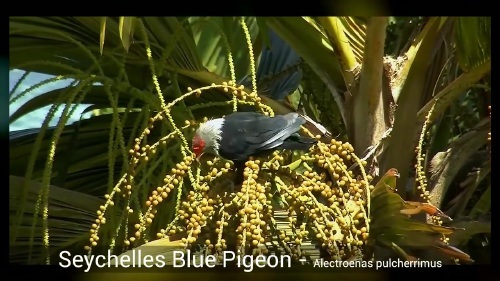 塞舌尔岛上的看鸽子红冠蓝鸠