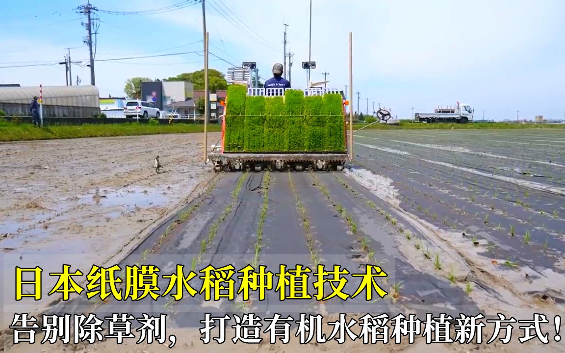 日本纸膜水稻种植技术,告别除草剂,打造有机水稻种植新方式!