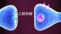 胆碱能受体激动剂与拮抗剂的作用机理 | 芥末药学堂