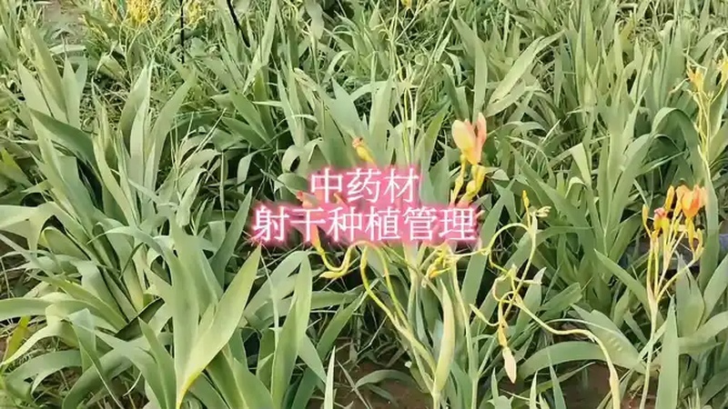 中药材,射干管理方法和种植技术