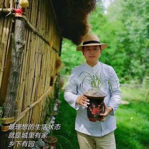 阳台兰花