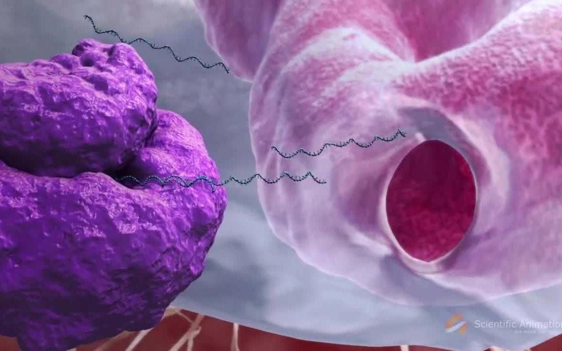 病毒的真实面目以及病毒演化史,人体内其实也含有大量病毒