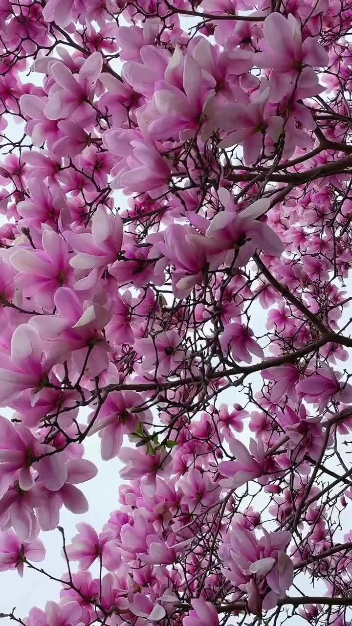 玉兰花,具有一定的药用价值