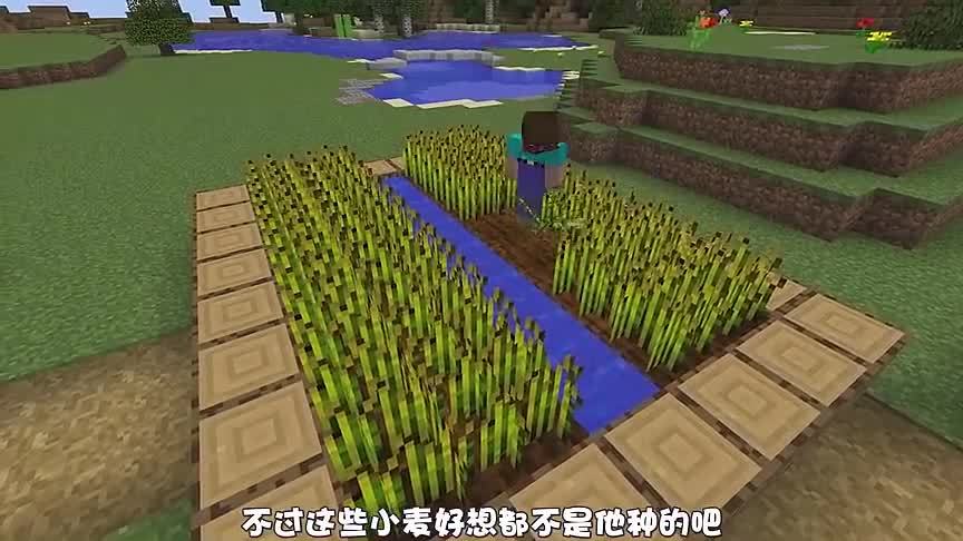 鸡哥我的世界:小麦下放置漏斗有啥用?不得不说阿呆真是天才!