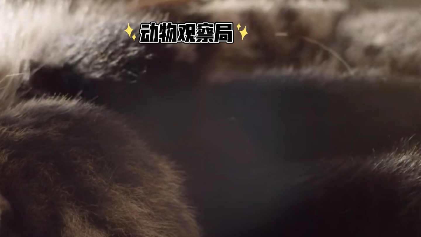 动物观察局:有些宠物,天生就是不一样第88期-8