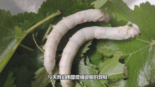 蚕公母最明显的区分