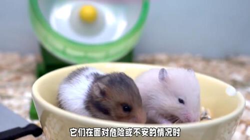 仓鼠害怕的表现有哪些