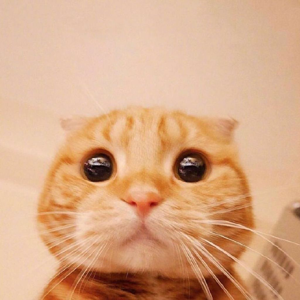 一口吃一个小胖猫い 