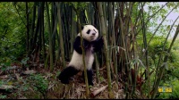《大熊猫》预告片2 | Pandas 2018