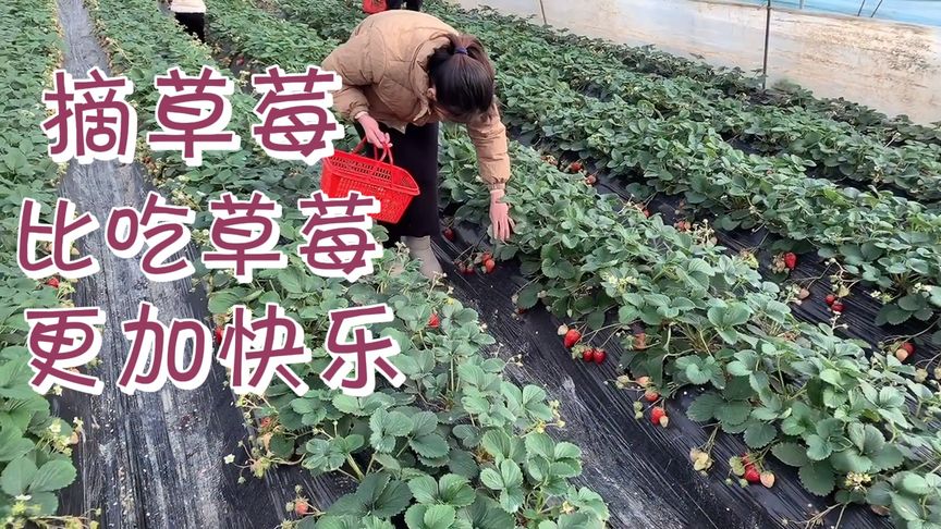 和家人去摘草莓、草莓多少钱一斤、宝妈竟敢说现实草莓自由了。