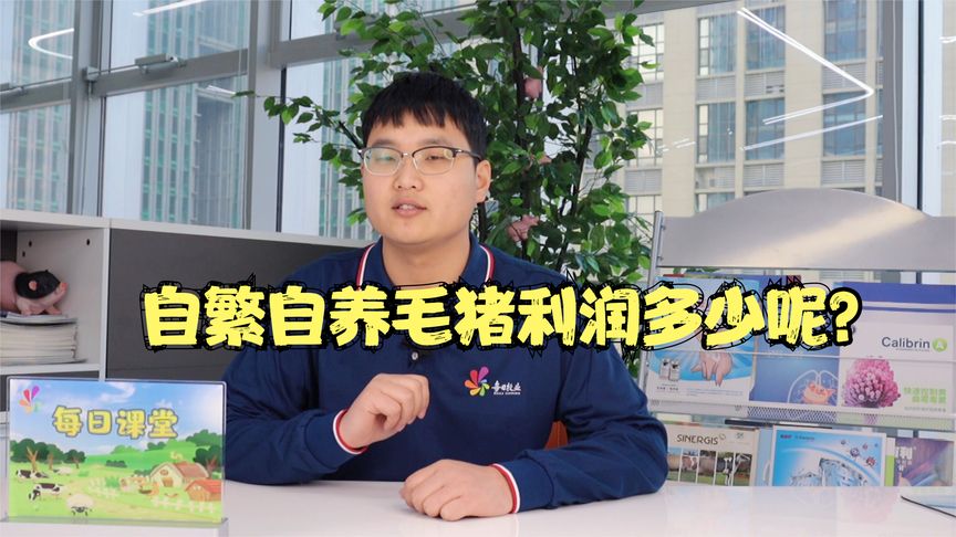 养猪人,自繁自养的毛猪成本怎么算?利润是多少?#养猪#养殖