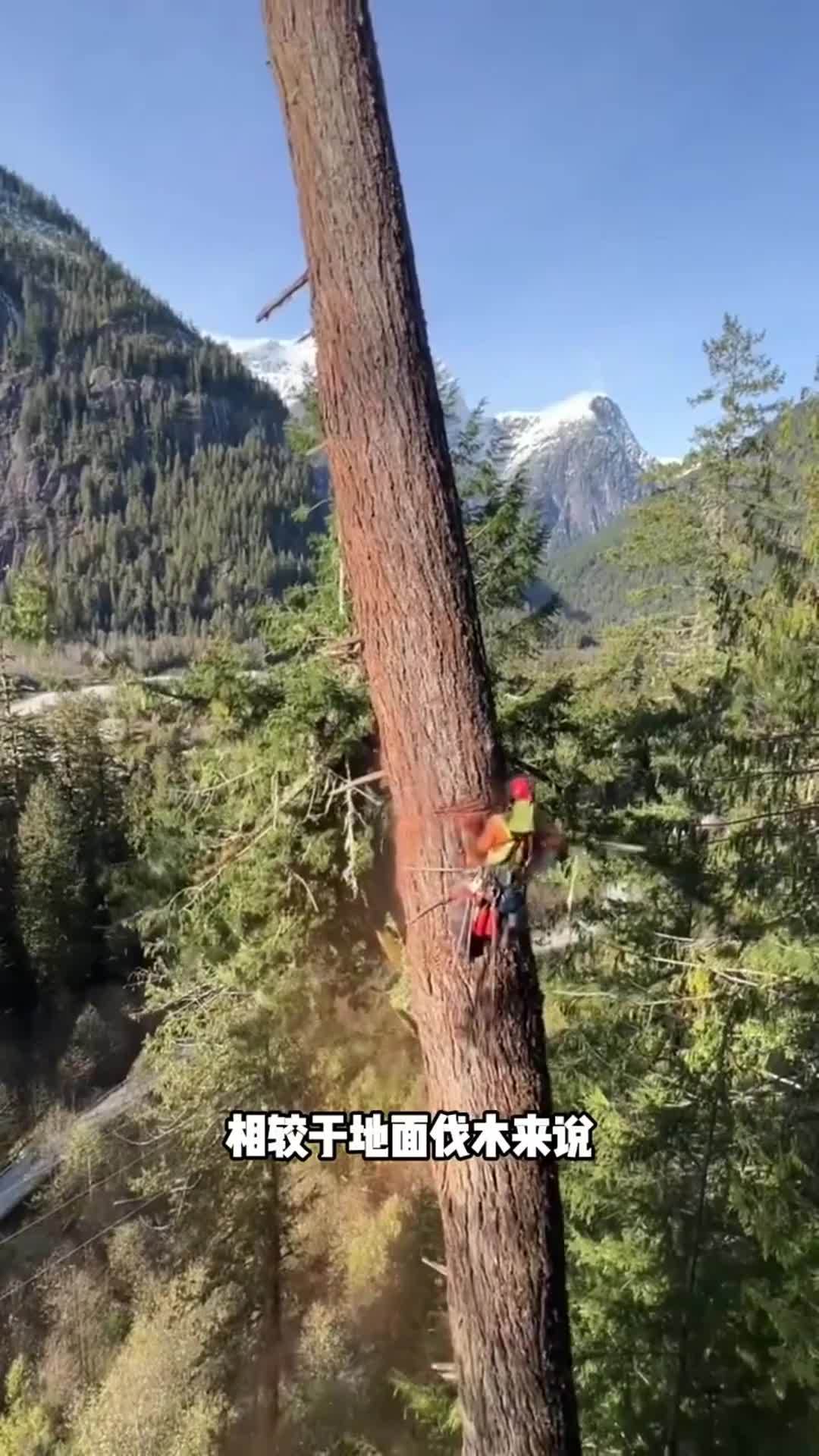 伐木工高空砍树为何不直接锯断?