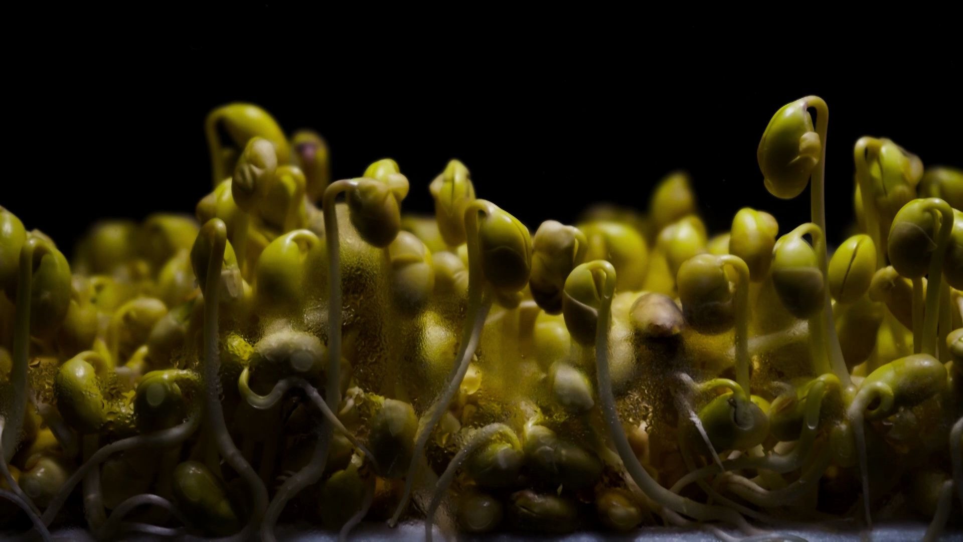 破土-豆芽成长记