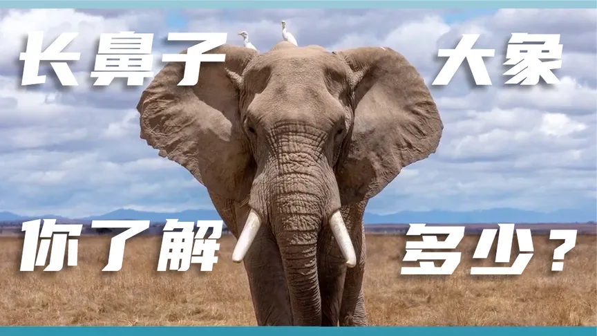 长鼻子大象你了解多少?