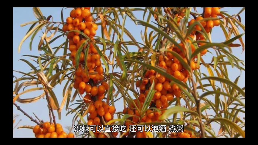 沙棘的功效及食用禁忌
