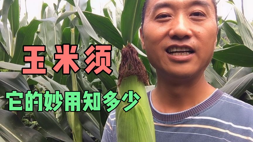 吃玉米的时候,大家千万不要把玉米须给扔了,玉米须功效非常多。