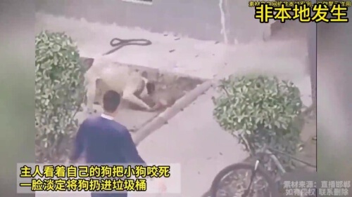 主人看着自己的狗把小狗咬死,一脸淡定将狗扔进垃圾桶