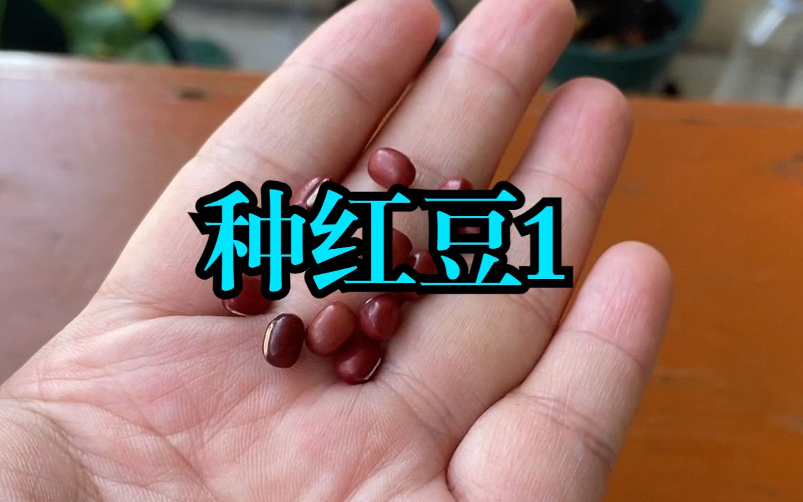 姑娘在阳台种植了一盆红豆,红豆的花竟然是这种颜色,种植、生长过程...