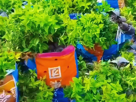 在生意中,坚持初心,方得始终,愿我们都能不忘初心,砥砺前行#园林绿化...