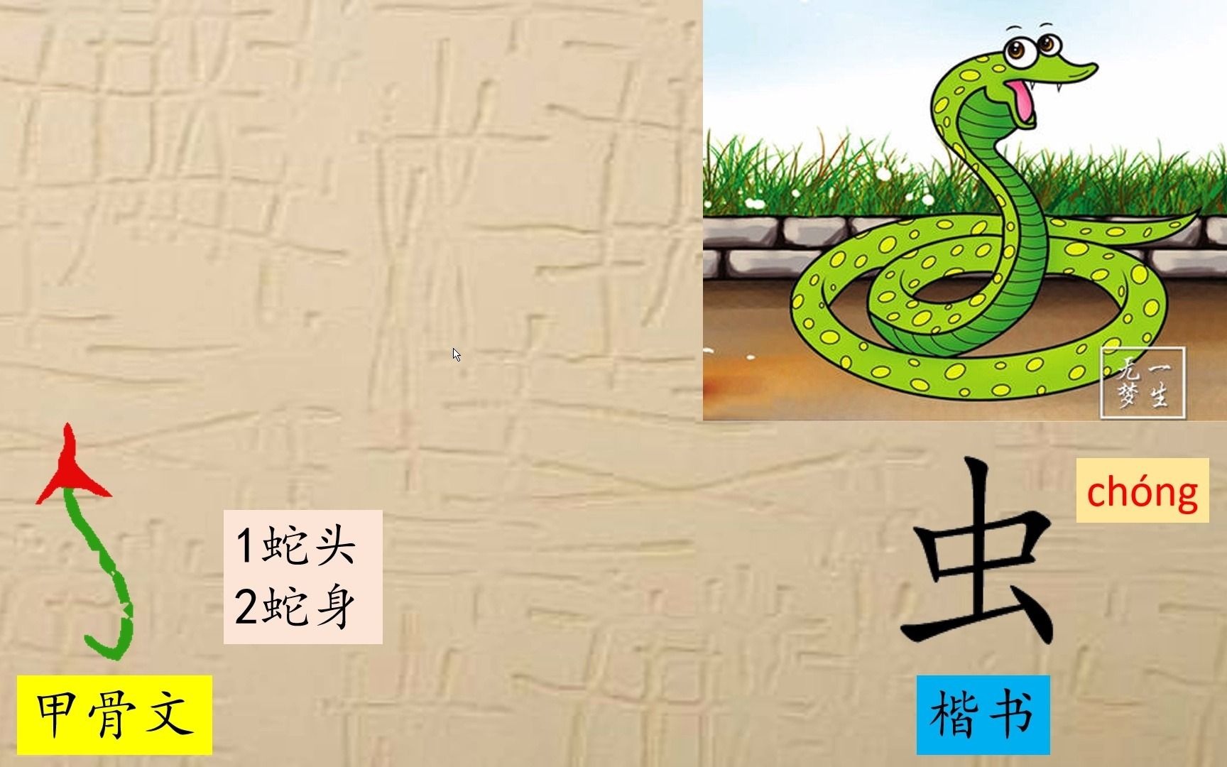 110、虫,蛇为什么叫长虫,说文解字,汉字演变,汉字,趣味识字,象形字,...