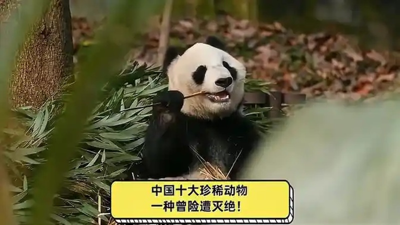 中国十大珍稀动物,一种曾险遭灭绝!