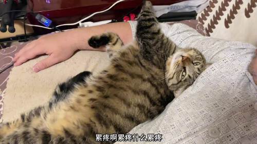 每天睡觉前爸爸躺被窝里还得陪小猫咪玩会儿!
