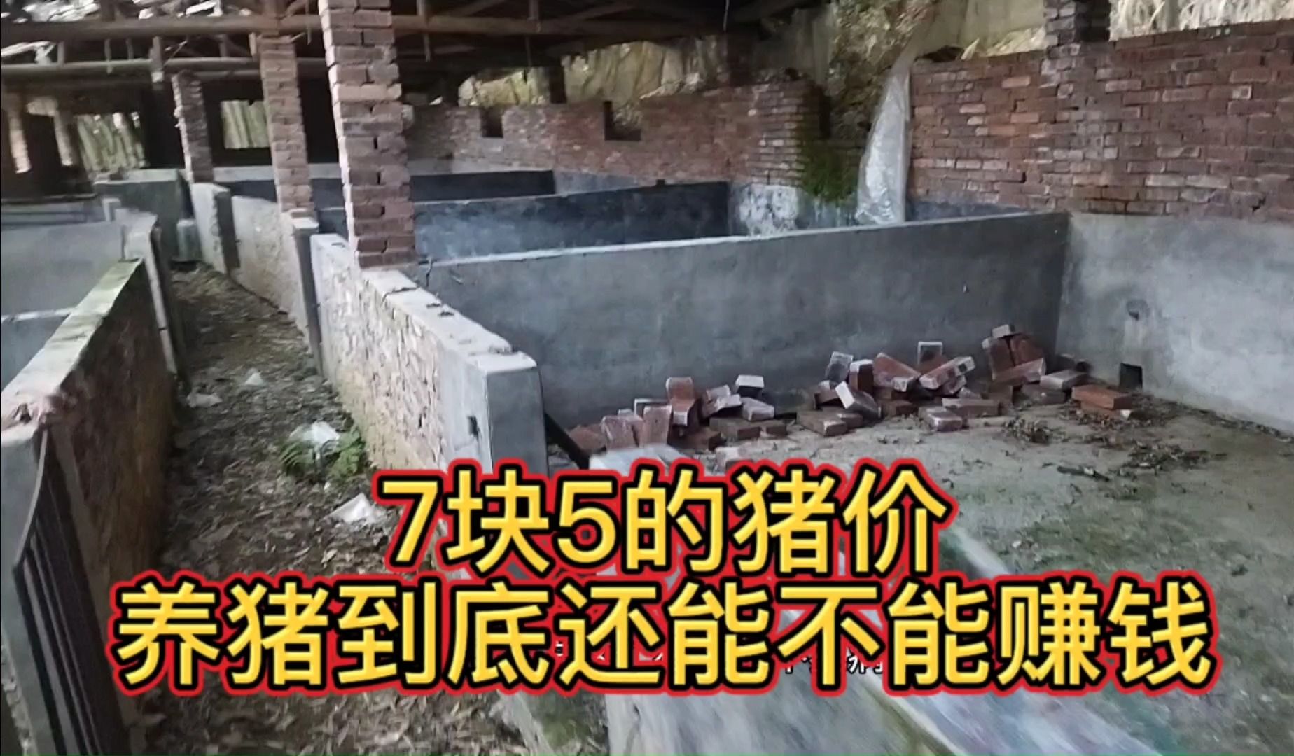 养猪300头,单价九块五,收入71.25万,成本60万,纯利润12.25万