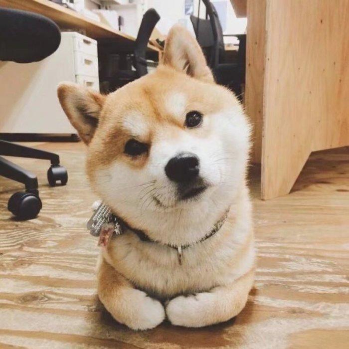 宠物的故事天地 