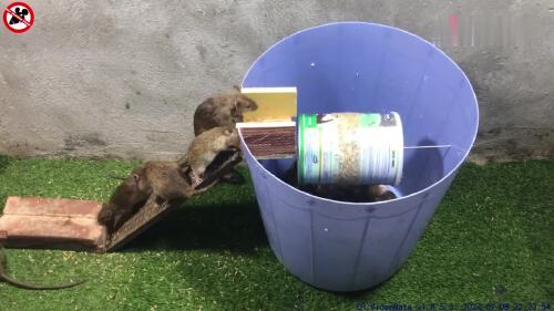 牛人自制实用的捕鼠器,老鼠排队往里跳!