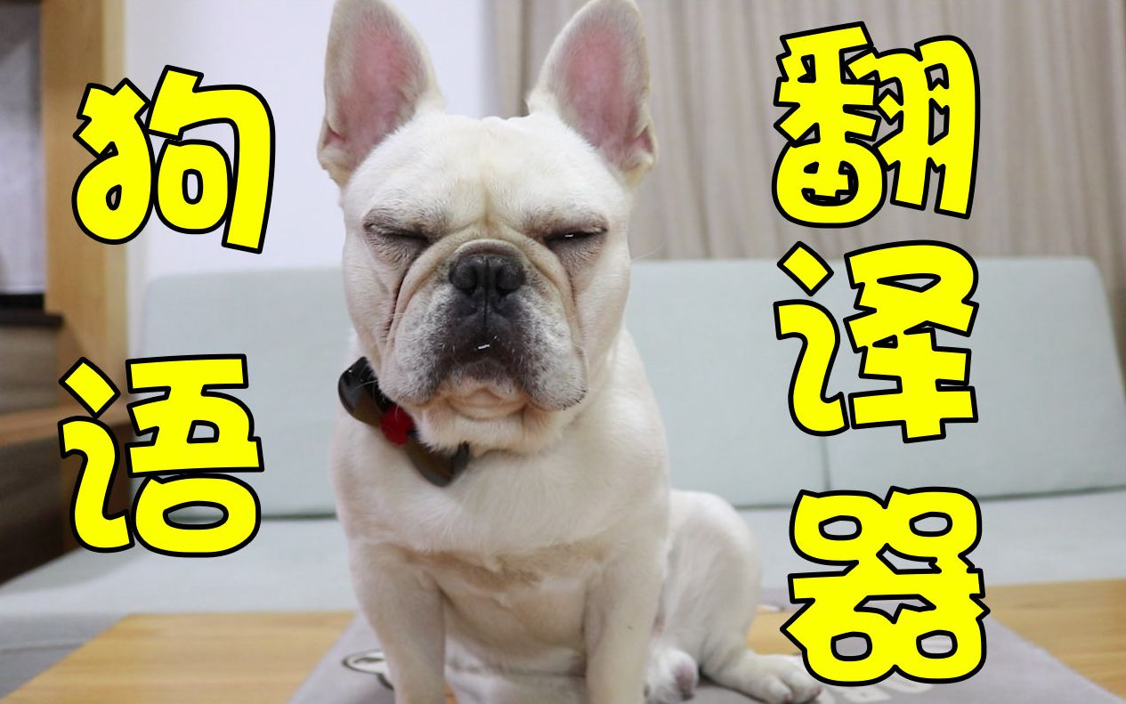 神奇的狗语翻译器!感觉智商极度受辱!