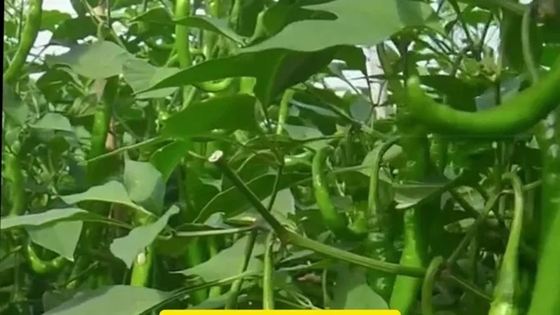 病害最怕的杀菌剂,你知道是哪种吗