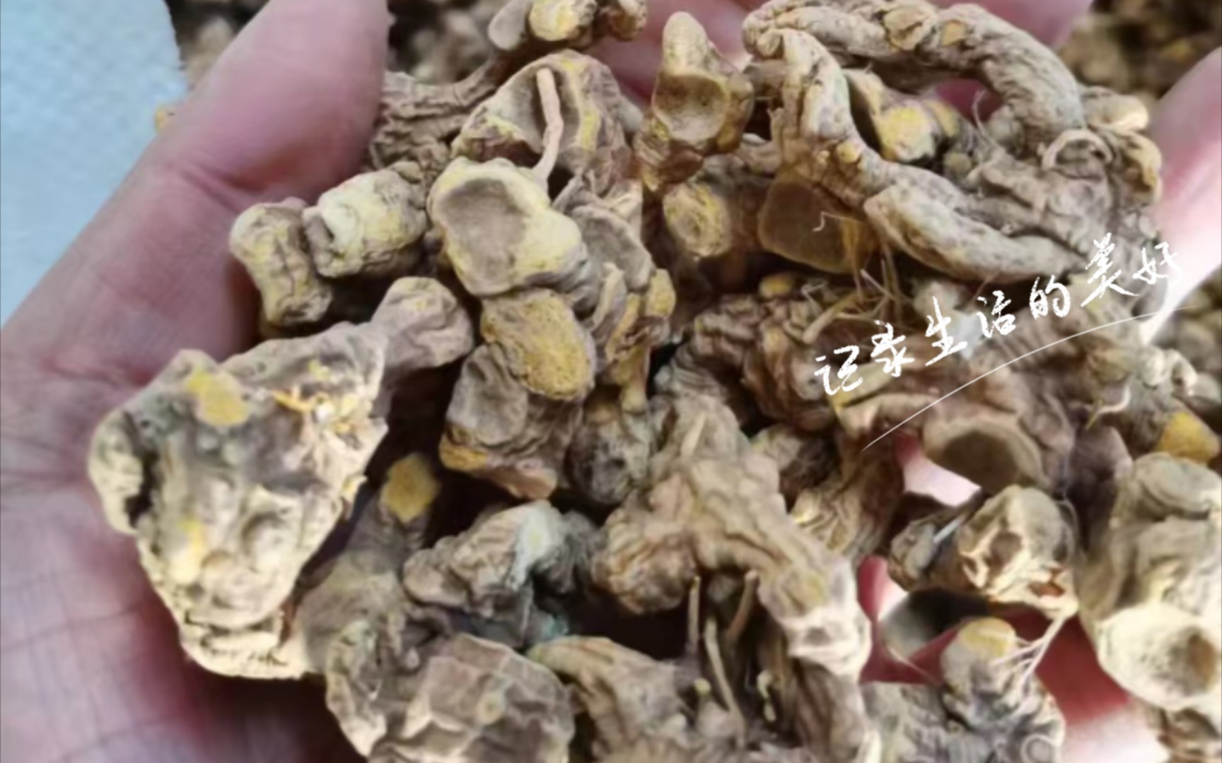 2022年夏季中药材技术管理与种植收购相关事宜