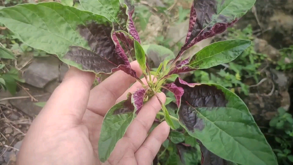 农村这种植物植物,即可当蔬菜吃,也是非常好的中药材,现在我们一起去...