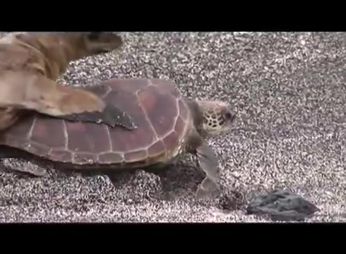 一只把海龟当成出租车的调皮小海狮!海.-来自YouTube视频帝-微博视频...